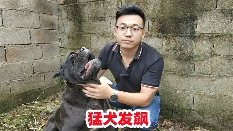 卡斯罗犬打斗厉害吗?卡斯罗犬爱咬人吗?狗主人说出扎心实话