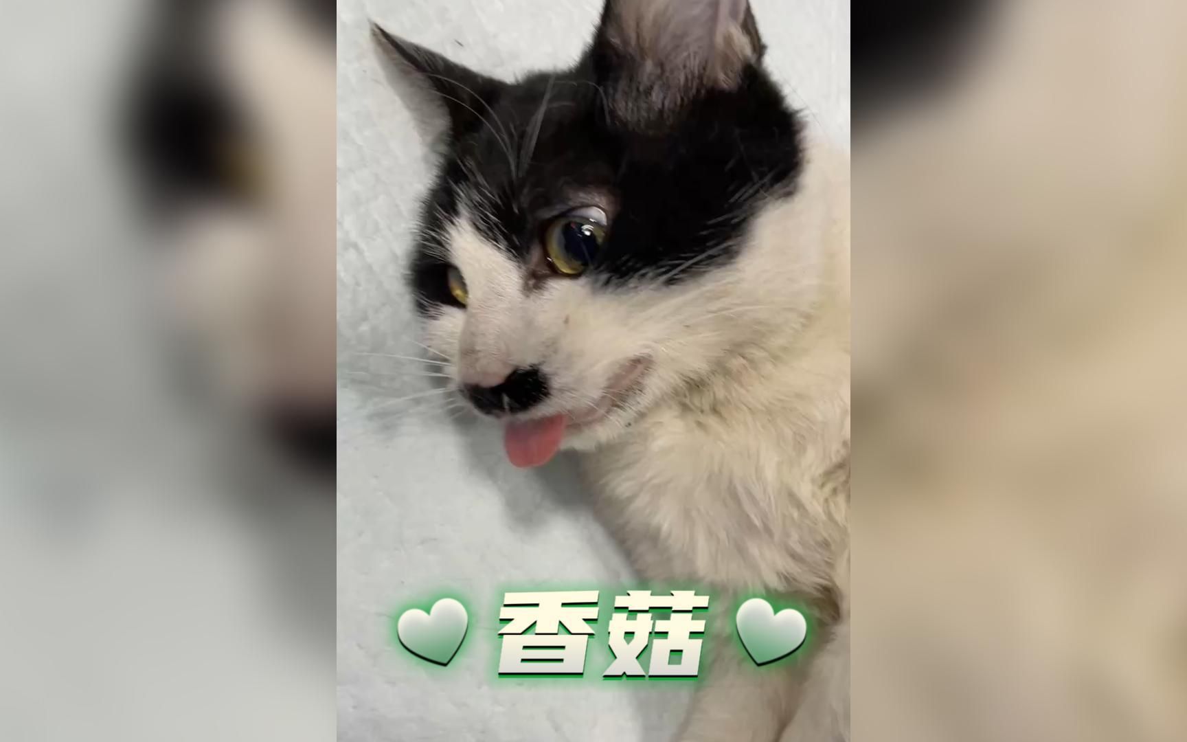 流浪动物世界中,流传着一个名为“TNR”的神秘组织的故事