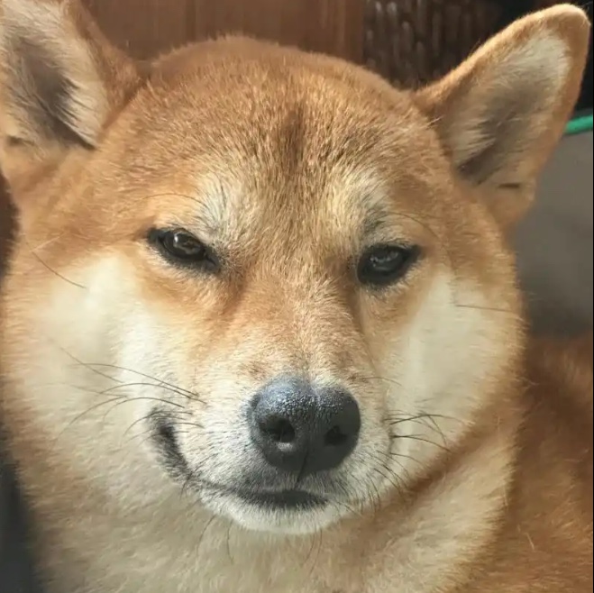 梦回大柴 