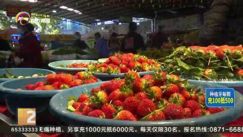 受天气影响草莓价格微涨大量上市还要等一等
