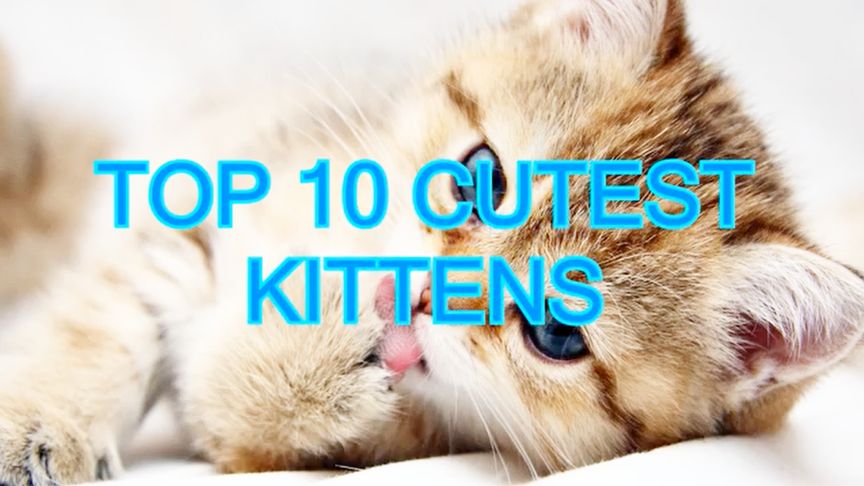 看看哪只是最可爱的小奶猫 Top 10