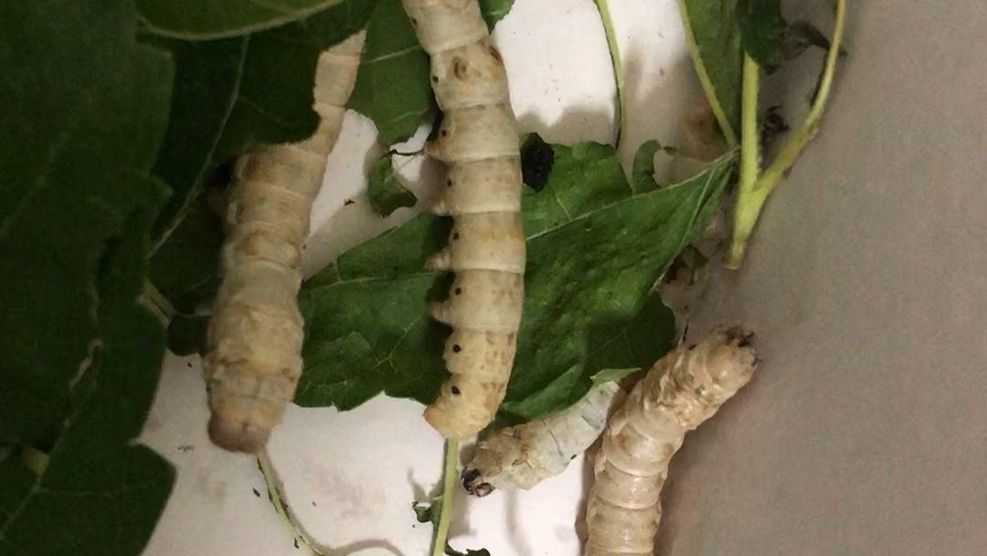 见证蚕宝宝蜕皮,太辛苦了
