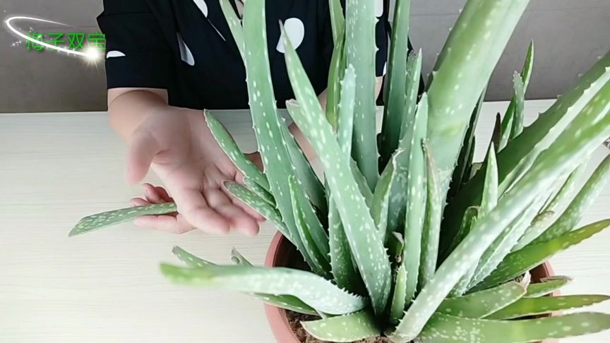 自家养的芦荟能直接擦脸吗?抓紧了解一下