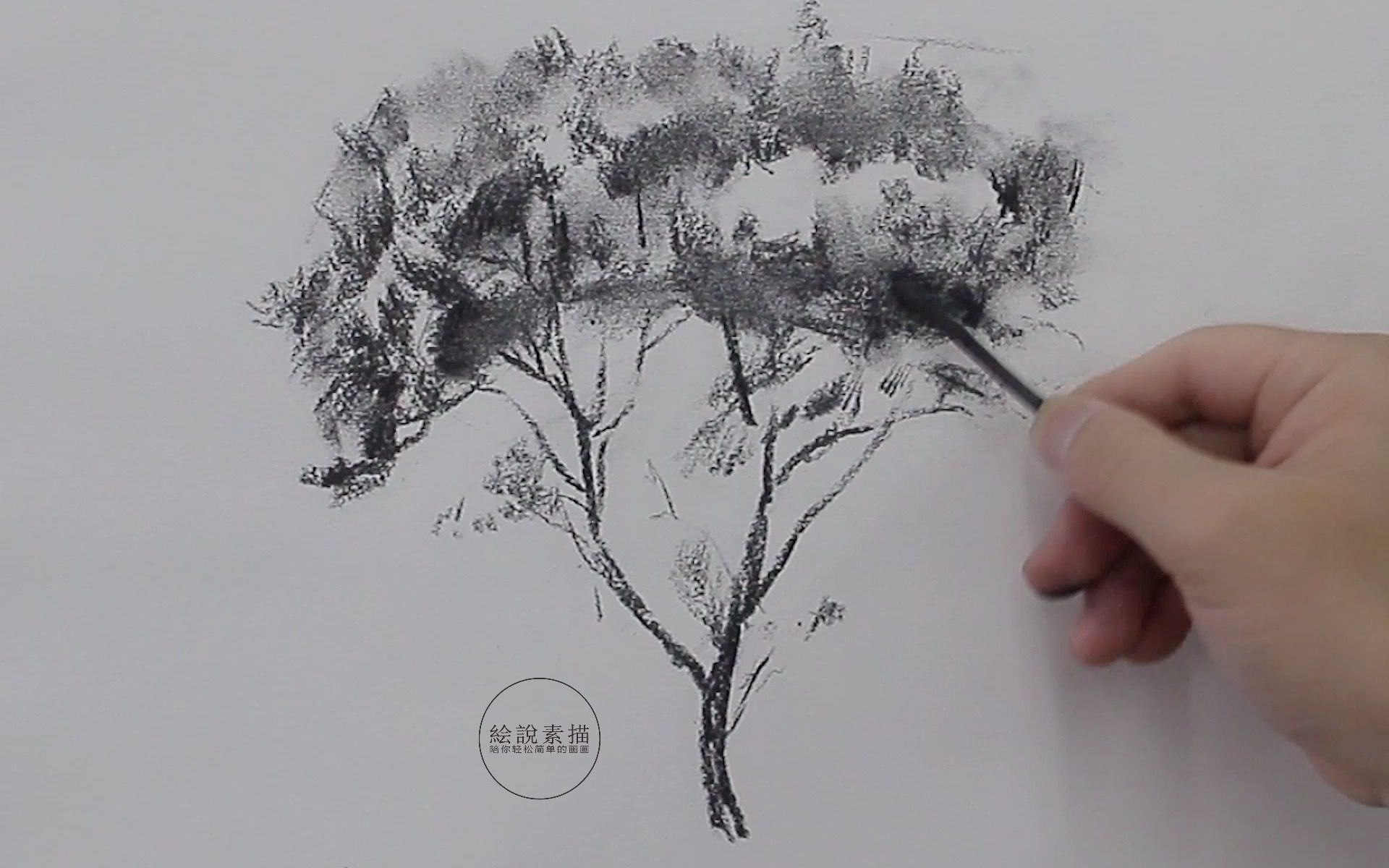 素描风景基础单棵树画法