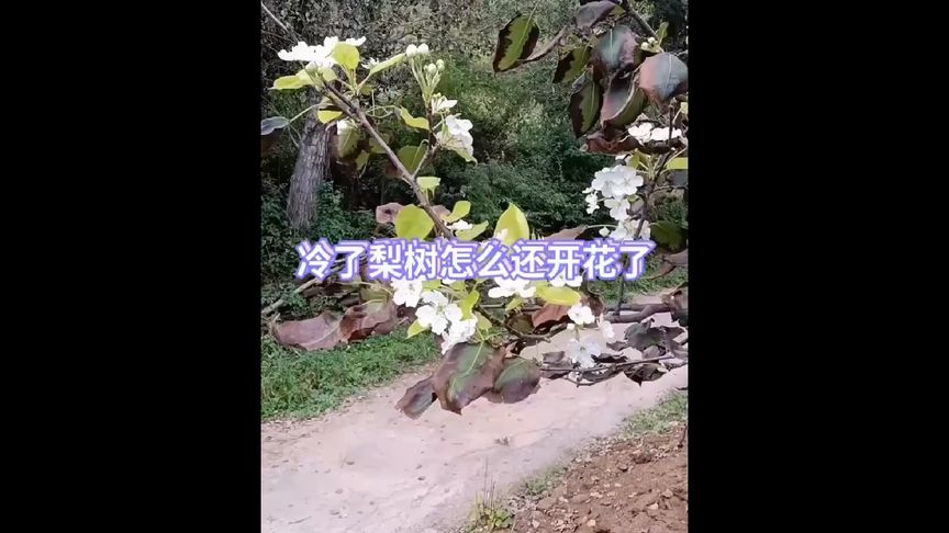 秋天奇观,河北省承德县六沟,梨树居然在九月份该结果的季节开花