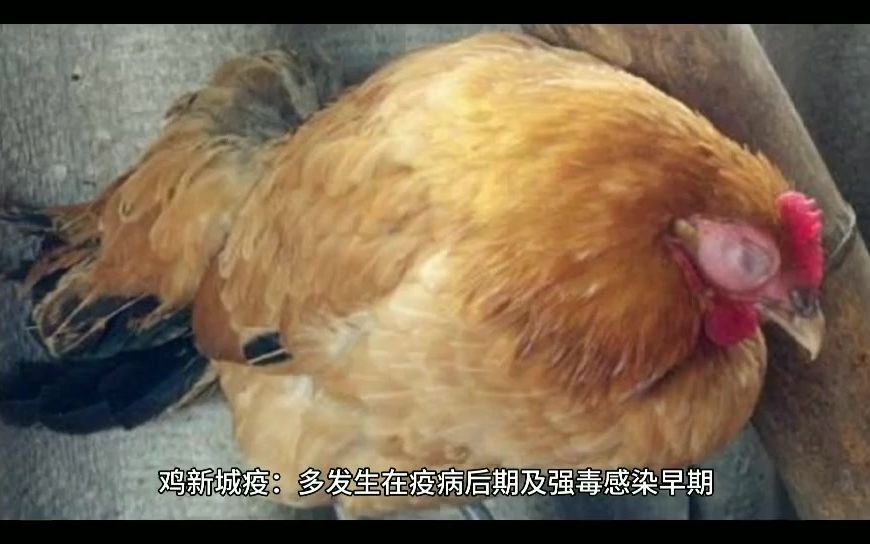 鸡新城疫怎么治 鸡扭头转圈是什么病