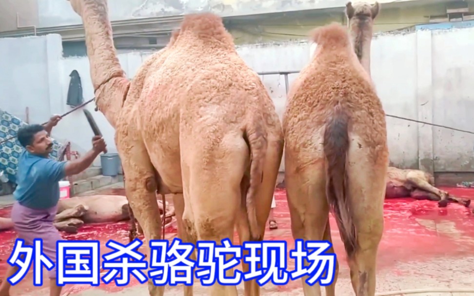 外国杀骆驼现场,过程非常震撼,又很惨烈,烤出来的骆驼肉傻眼了