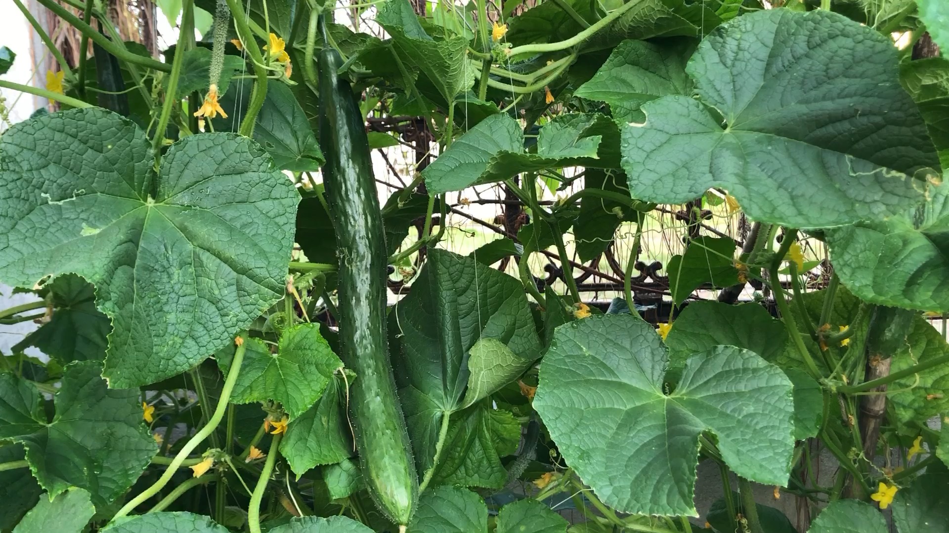 时间系列:一条黄瓜的生长过程