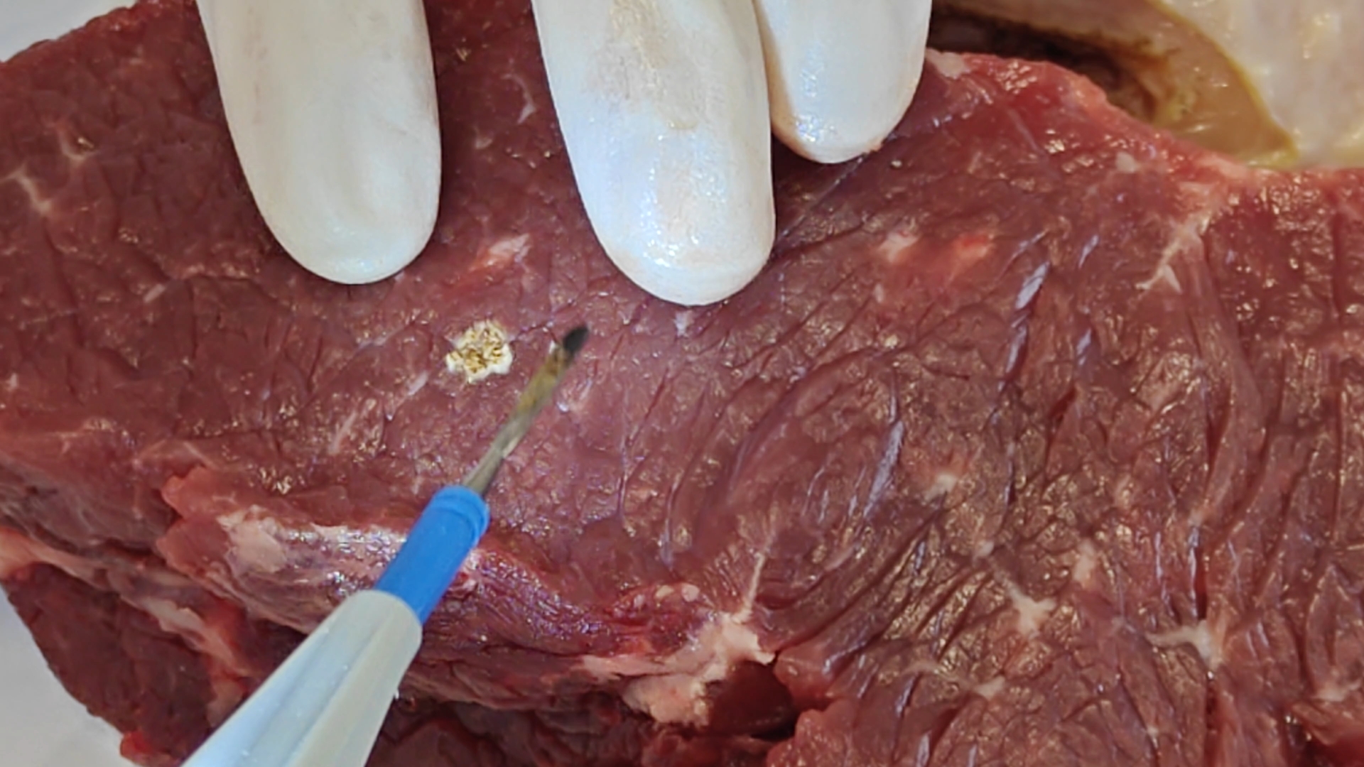 电凝止血 方法技巧 (素材 黄牛肉)