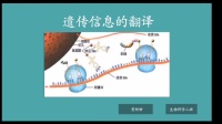 遗传信息的翻译