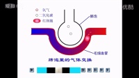 肺泡与血液的气体交换