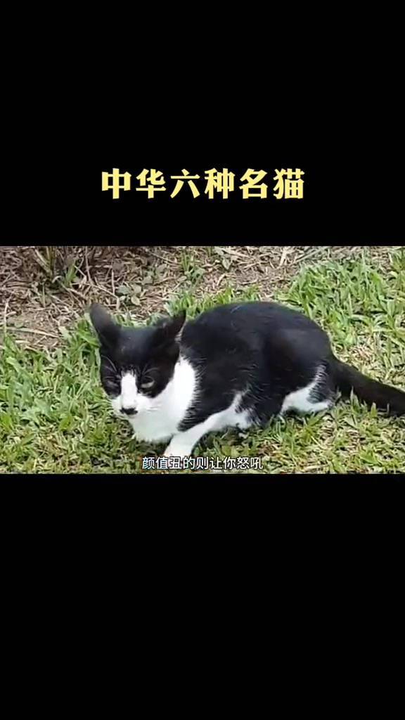 中华六种名猫#科普