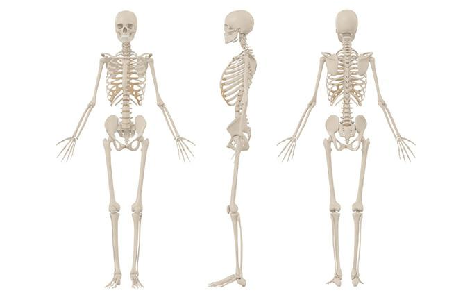 人体骨骼的认识与画法|人物绘画教程|美术初学者教程|美术基础入门...