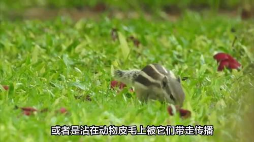 植物靠什么传播种子?植物传播种子的方式