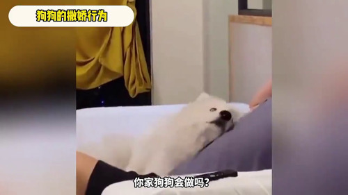 狗狗的撒娇行为,你见过哪些?