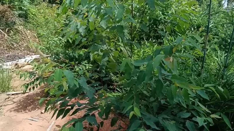 昨天中午,上山去看种的树苗,成活了,树苗长势良好