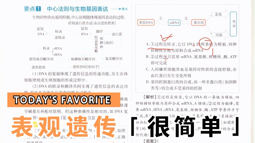 【必修2】4.2-2基因表达和性状的关系 教材划重点