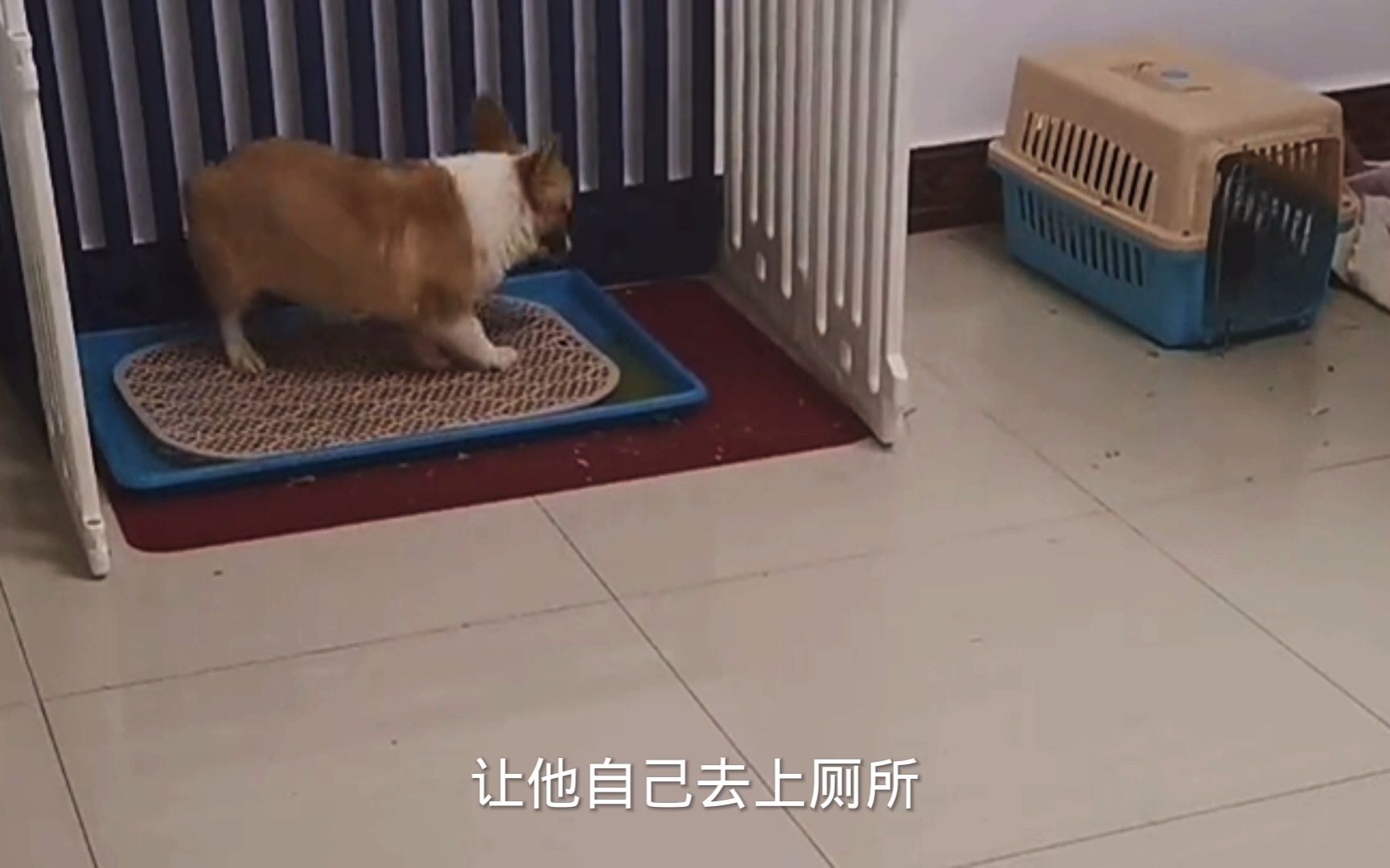 柯基多大可以训练大小便 柯基犬怎么训练大小便