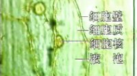 观察植物细胞老版
