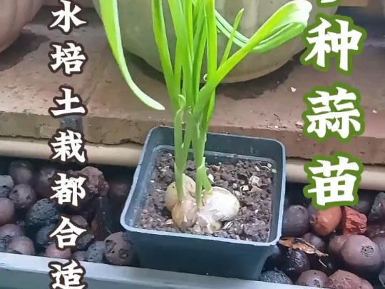 冬季种蒜苗 #冬季种蒜 #水培蒜苗 #土栽蒜苗 #鱼菜共生 #种植日记