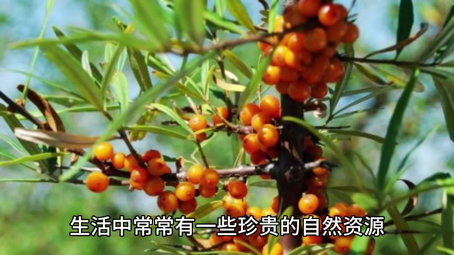 沙棘的功效与作用