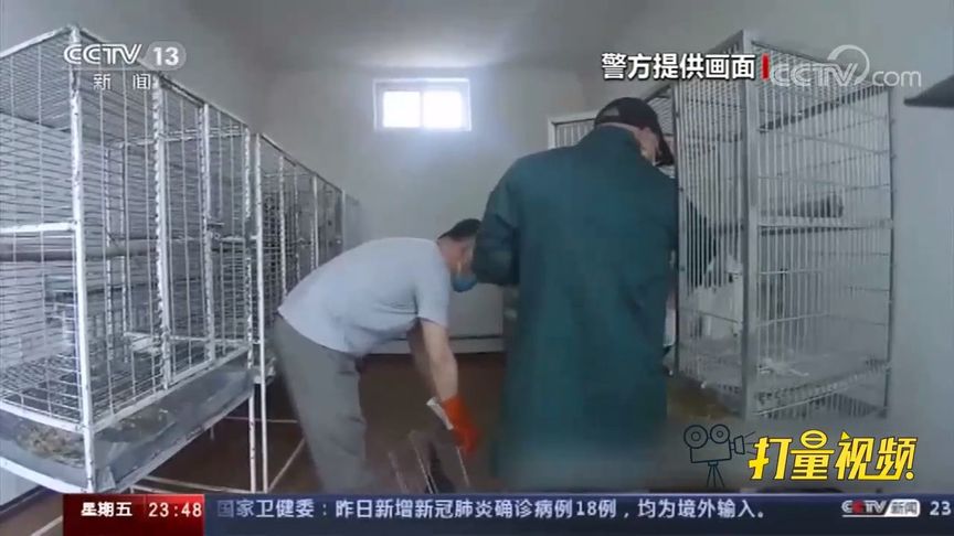 特大非法出售珍贵濒危野生动物案告破,抓捕现场大快人心|24小时