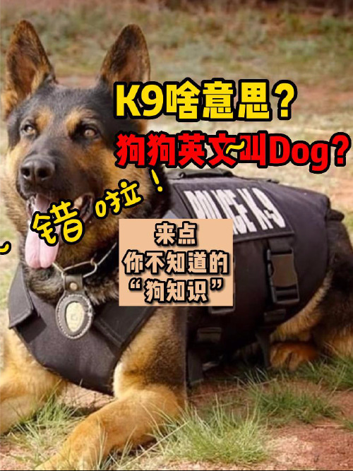 你知道狗狗英文叫什么吗?说dog的都错啦!