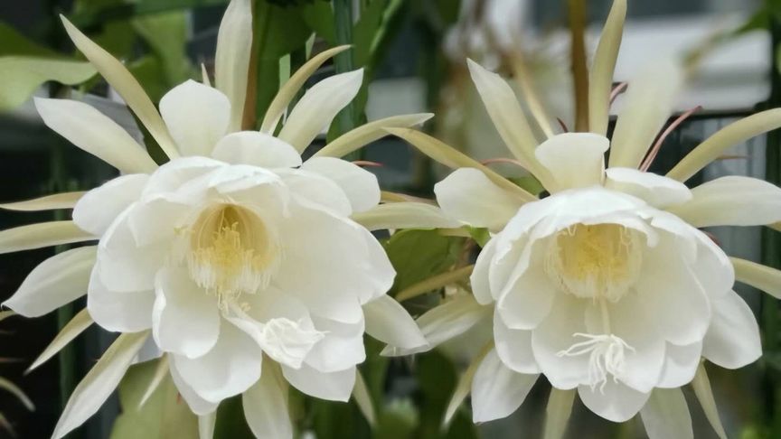 端午送你“月下美人”共欣赏,一盆“七仙女”昙花一现,难得相见