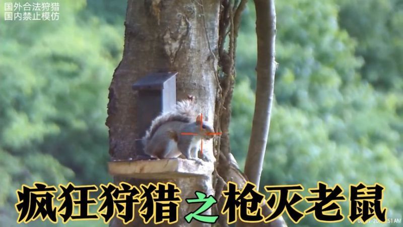 疯狂狩猎之枪灭老鼠,带红外线瞄准器,露头就打百发百中