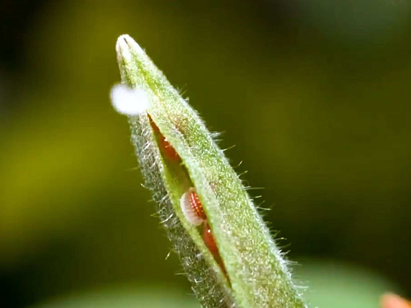 植物传播种子的办法:御风摇摆,雨水撞击