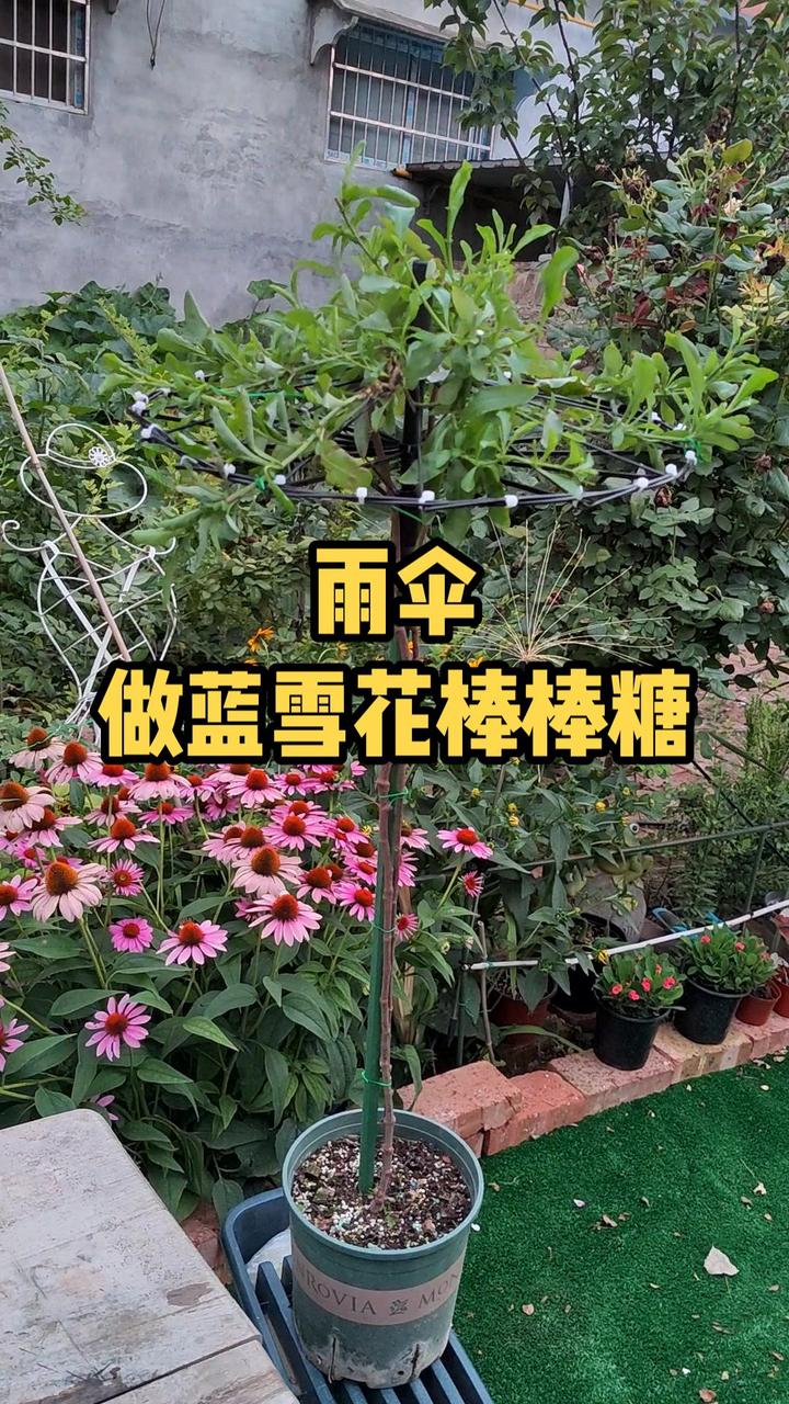 蓝雪花棒棒糖支架,用雨伞骨架制作,比卖的专用支架效果好#我要上...