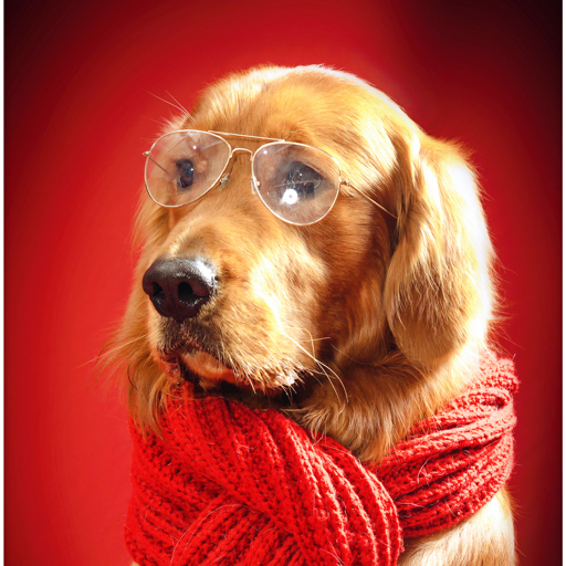 金毛皮皮小绅士 