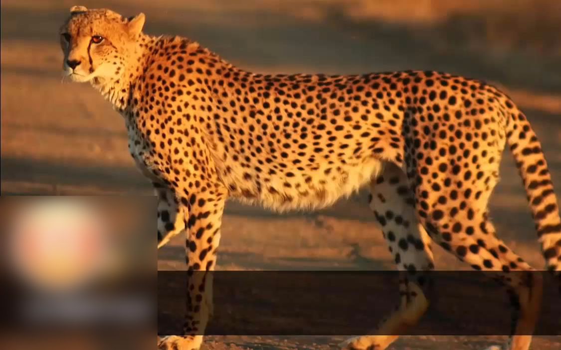 全球速度最快的十种动物排名