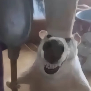随便看看cccc 