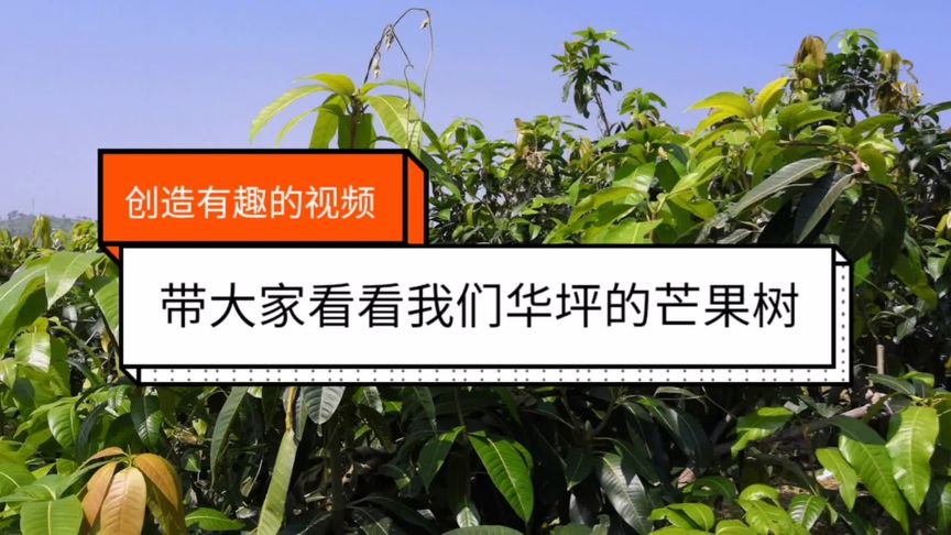 你们见过芒果树吗?今天华坪小哥带大家看一下