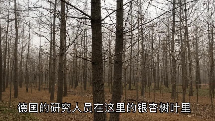 银杏树价格从一棵几万元到几百元,经历什么?农民要清地种别的树