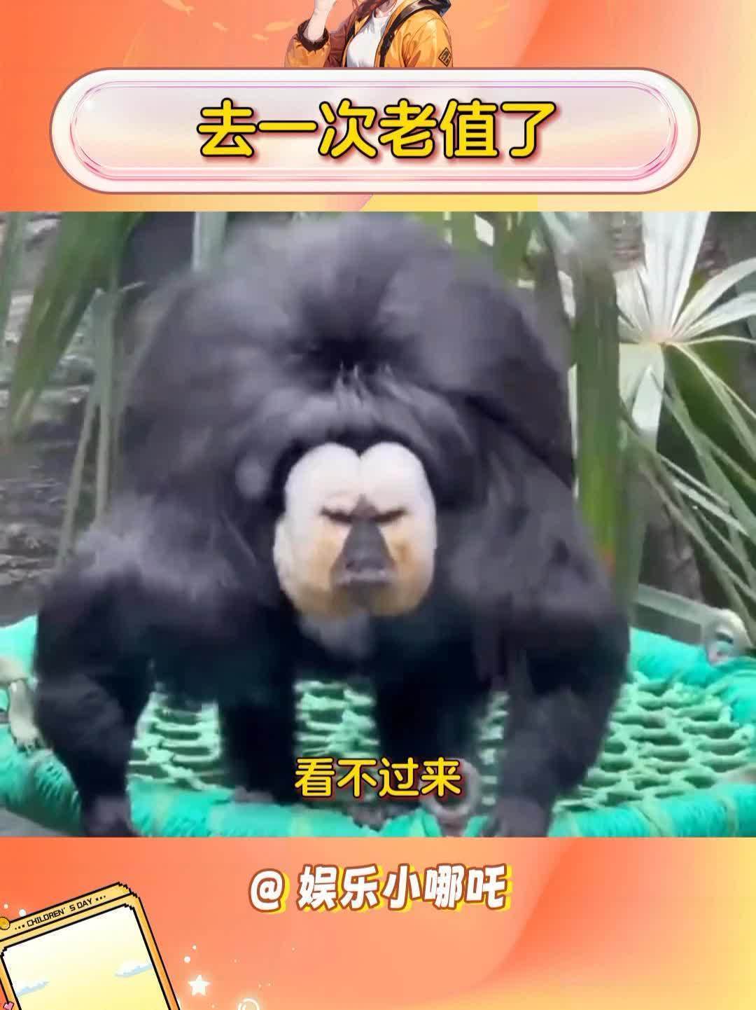 动物园不让表演,但架不住它们硬要表演~!