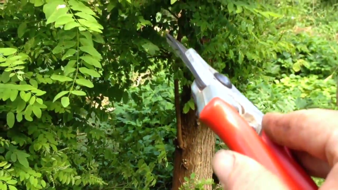 砍盖-矮林作业第一年