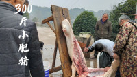 舅舅家杀年猪,300多斤的大肥猪,5个人才按得住,放血后猛蹬腿