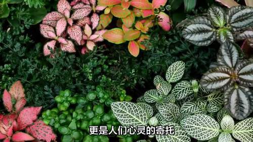 无土栽培花卉:美化家居,改善运势,现代绿色生活新选择