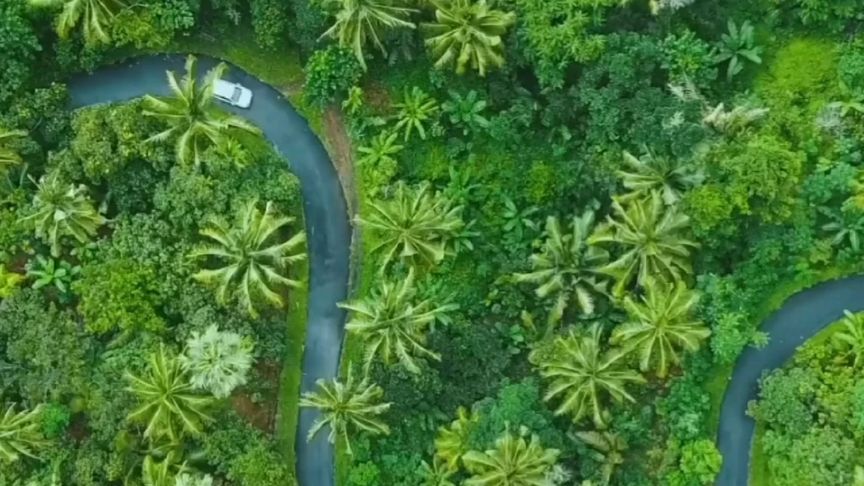 原来植树造林对人类生存有这么多的好处