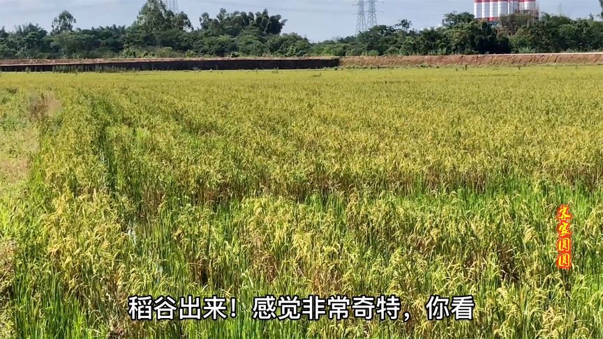 上季收割过的稻谷,还能长出稻谷来,农村生长的我还是第一次见