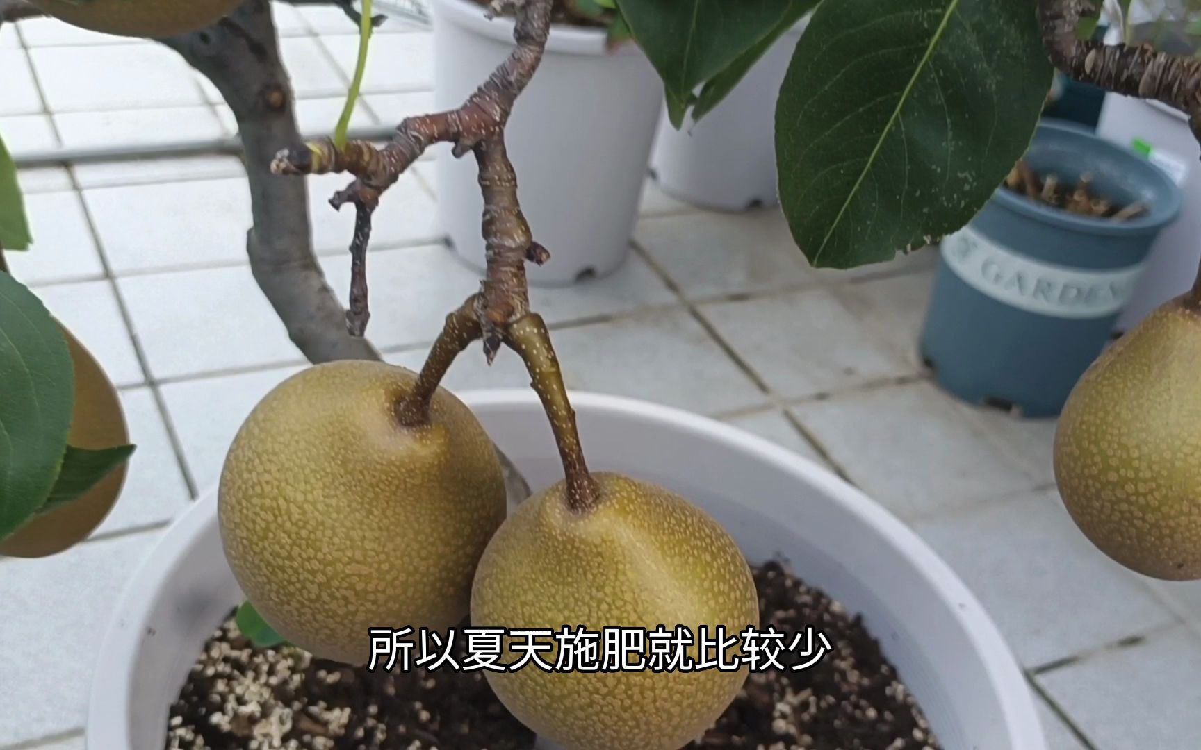 家庭养殖盆栽梨树有方法,生长稳健挂果多,观赏性高