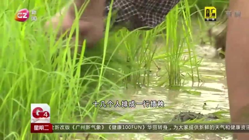 广州:海珠湿地引入稻田生态系统,众人齐插秧,营造生态效益!