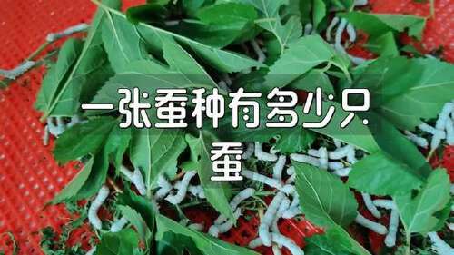 一张蚕种竟能孵出上千只?揭秘蚕宝宝惊人繁殖力