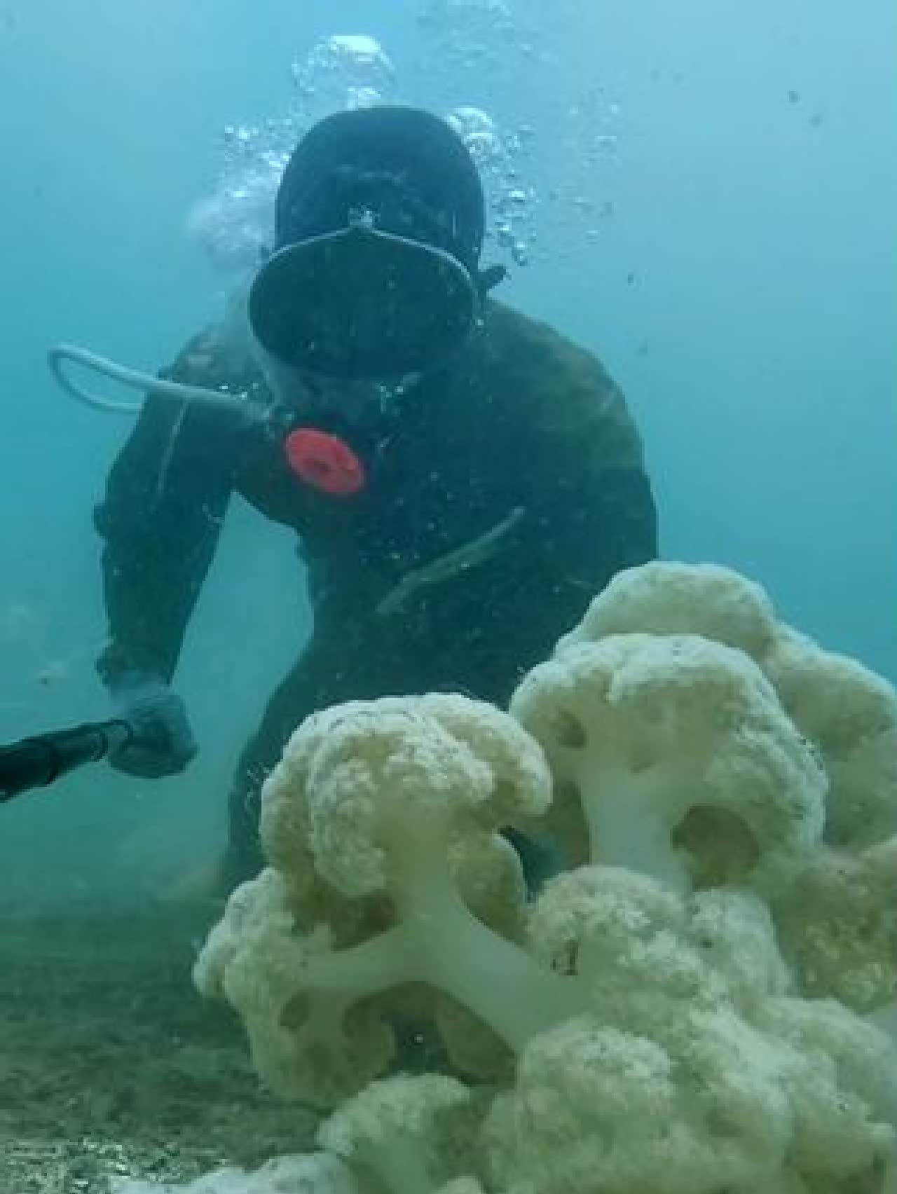 老铁这个视频亮点在哪里?海底世界美不美?#海底世界 #海洋生物 #.
