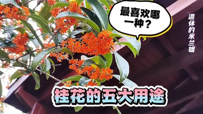 桂花的用途:五种用途,你喜欢哪一种