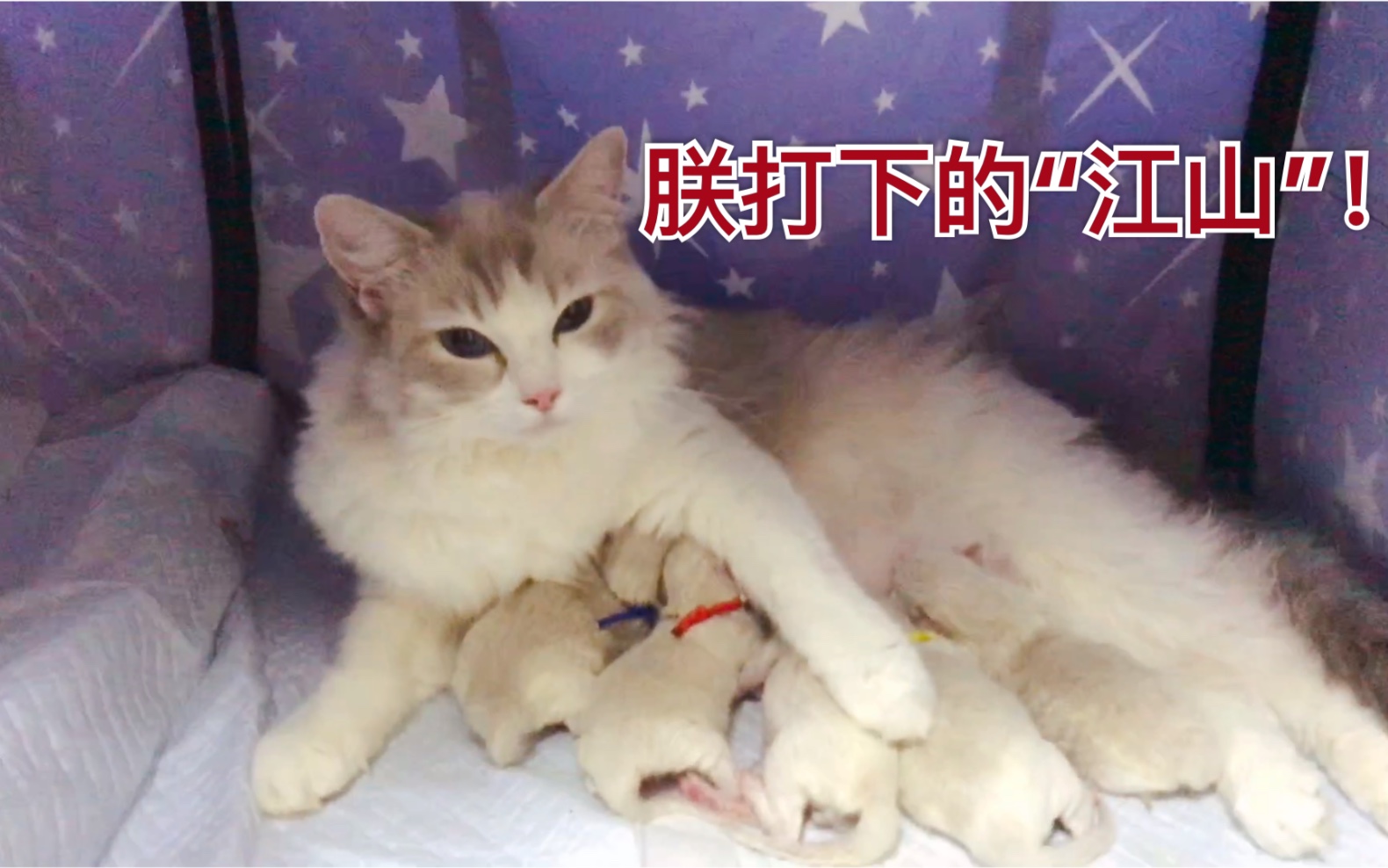 【布偶猫】布偶奶猫日记第一篇:33的宝宝们第一次视频亮相啦!出生...