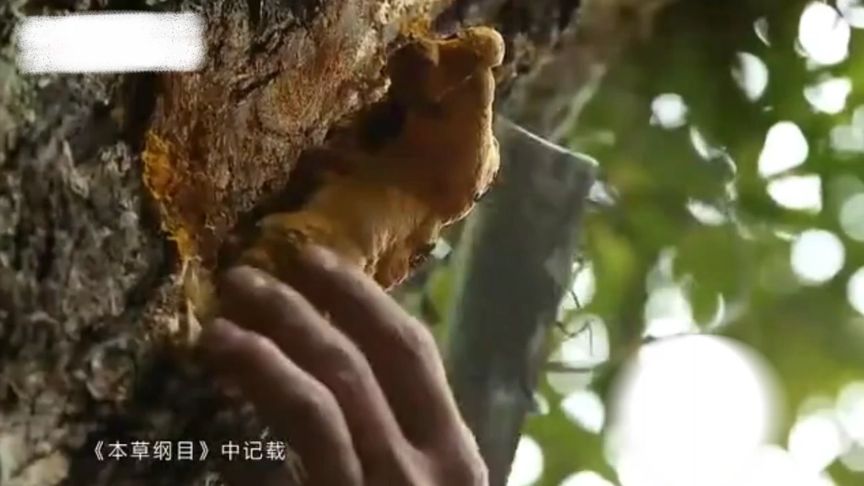 特品鲜生之“桑黄”功效及简单使用方法