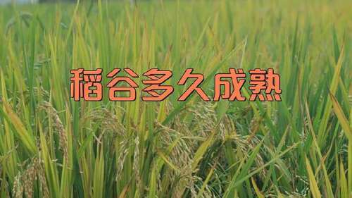 稻谷成熟期大揭秘!从播种到收割只需这么多天